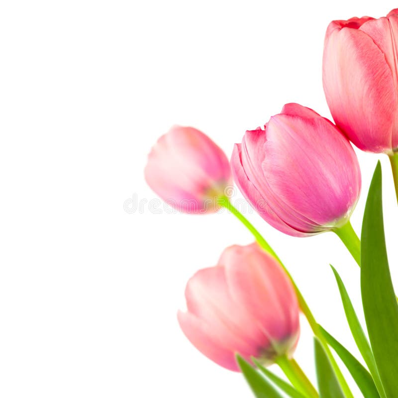 5,679 Spring Tulips Flower Frame Border Stock Photos - Free & Royalty ...