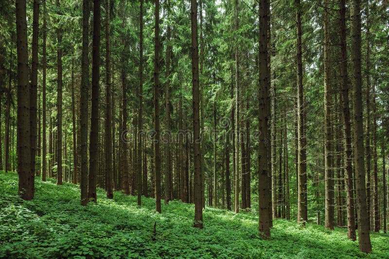 Big Spruce Forest stock photo. Image of mist, grass - 153510002
