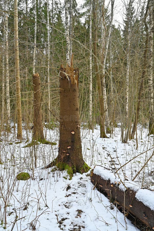 Big Spruce Tree Broken by Wind Making a High Stump Stock Image - Image ...