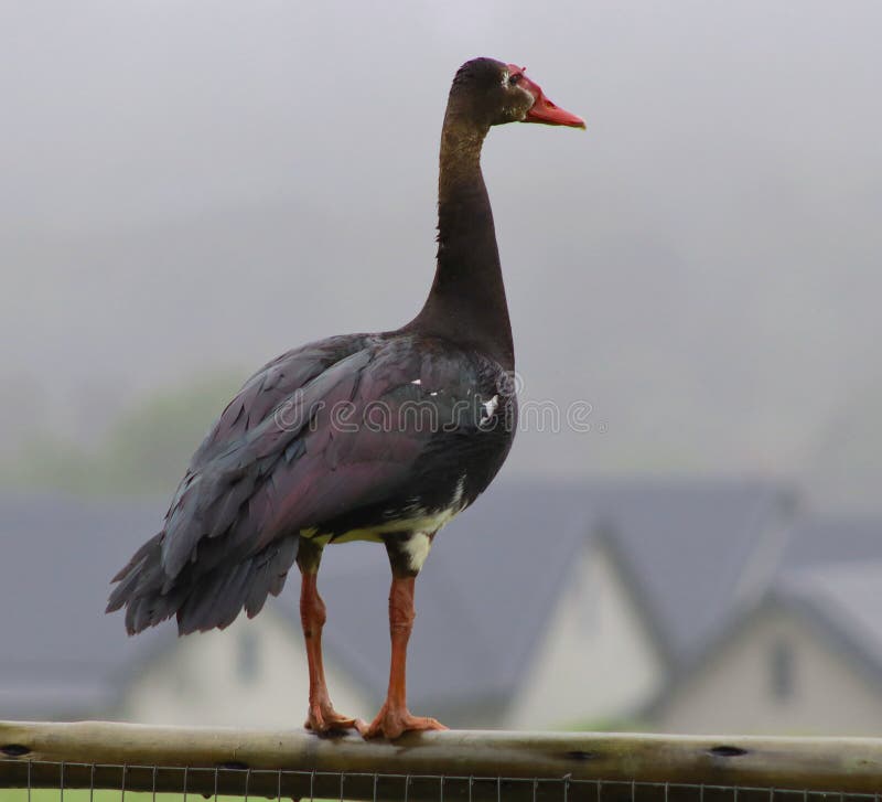 Big Spurwing Stock Photos - Free & Royalty-Free Stock Photos from ...