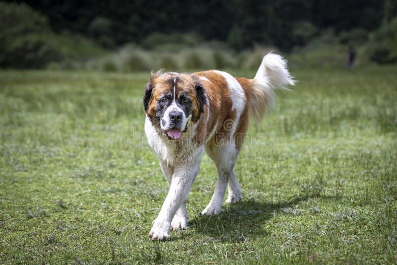 Big St Bernard Dog Outside in Valley Stock Photo - Image of happy, huge ...