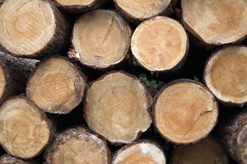 Big Stack of Freshly Cut Pine Log Ends Closeup Stock Image - Image of ...