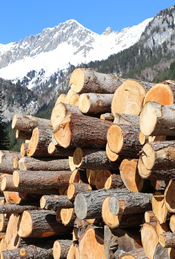 Logs Cut in the Mountains Under the White Snow Stock Photo - Image of ...
