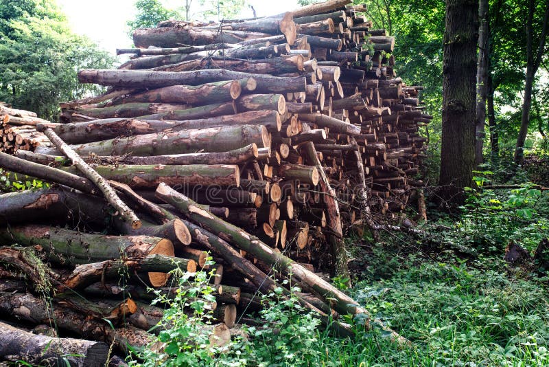 Big Stack of Wood in Forest Stock Image - Image of timber, lumber ...