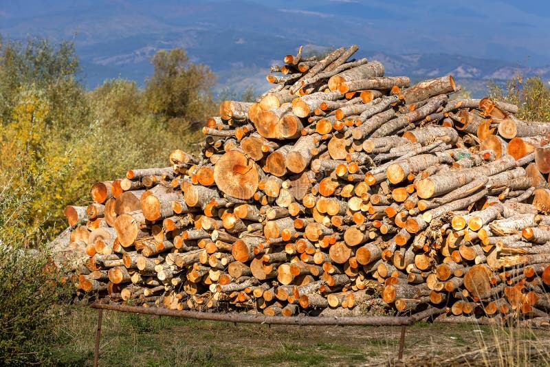 Big stack of wooden logs stock image. Image of forestry - 200506237