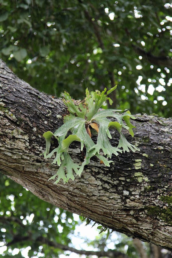 Staghorn Fern Growing on Bark Tree Stock Photo - Image of environment ...