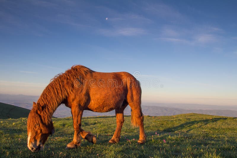 Big Stallion Under the Moon Stock Photo - Image of jumping, animal ...