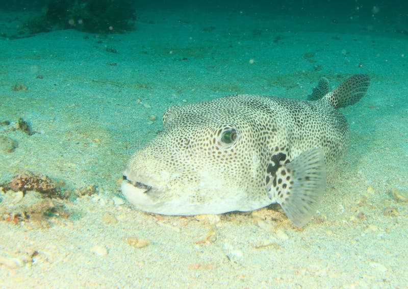 Big star puffer stock photo. Image of underwater, fish - 38047660