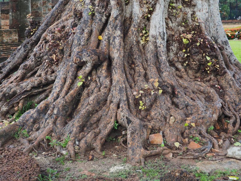 Stem of an big tree stock photo. Image of picture, park - 87658164