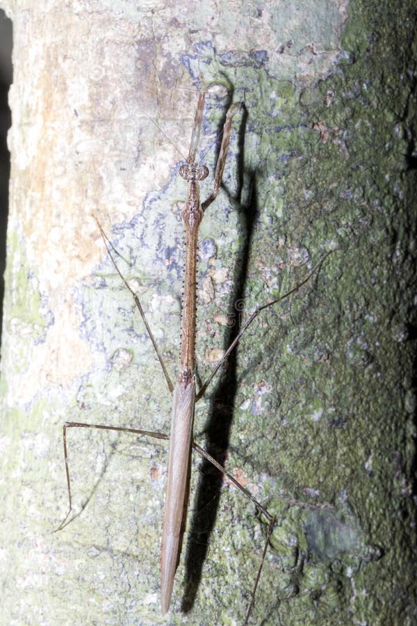 Big Stick Insect on a Tree, Nosy Mangabe, Madagascar Stock Image ...