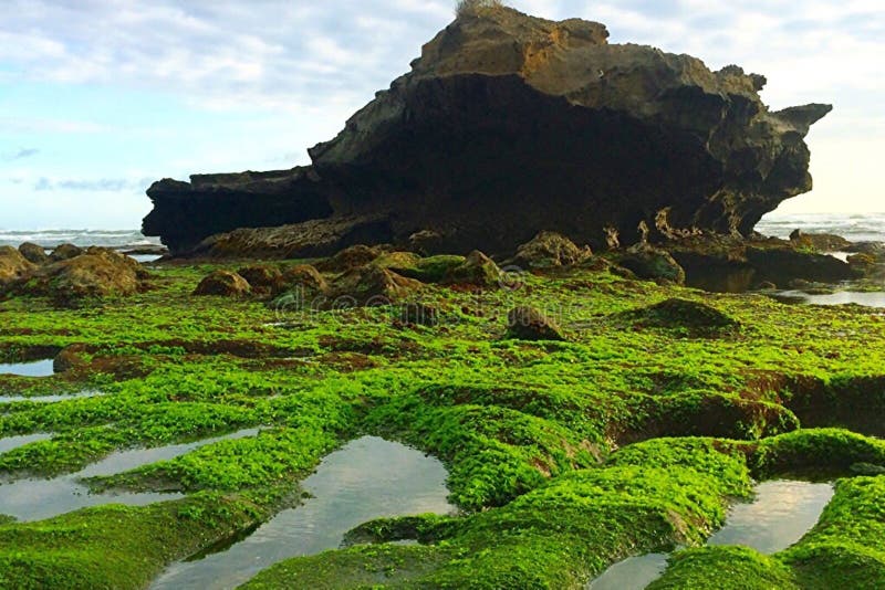 Big stone on the beach stock photo. Image of moss, seascape - 211677182