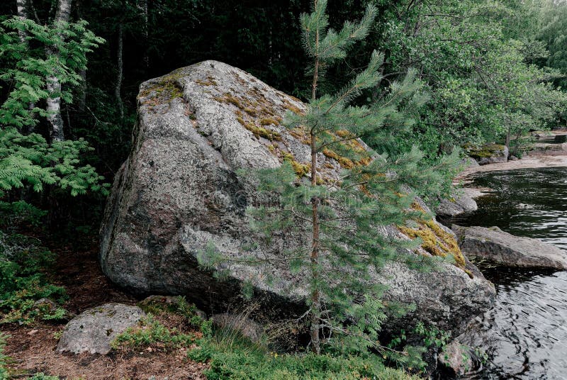 Big stone in the forest stock photo. Image of vegetation - 253958170