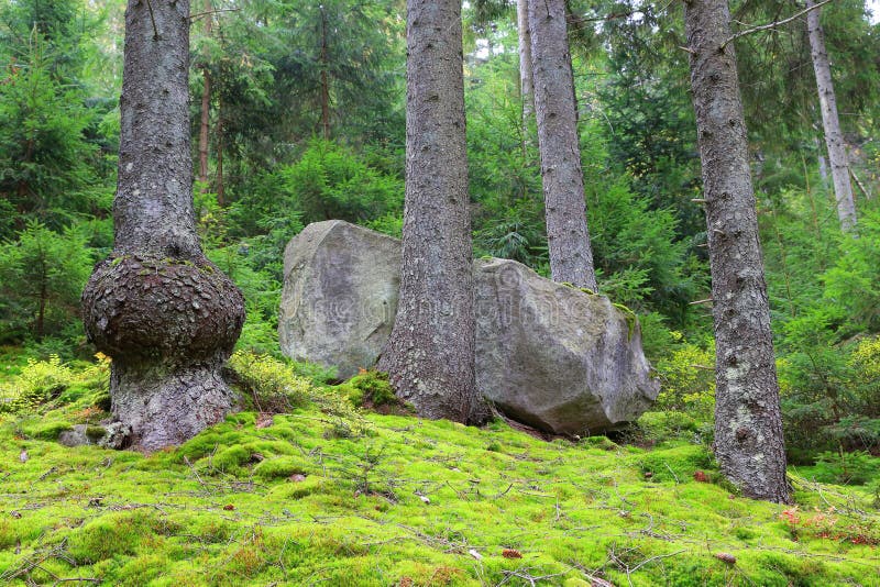 Big stone in forest stock image. Image of large, grass - 235508101