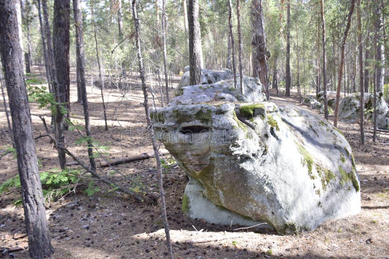 A big stone in the forest stock photo. Image of pine - 243313056