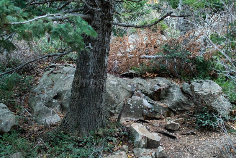 Big Stone in a Forest and a Tree Trunk in Front of it Stock Photo ...