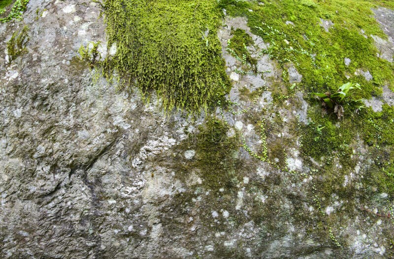 Big stone with moss stock image. Image of climate, plants - 67324679
