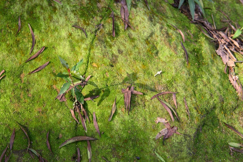 Big stone with moss stock image. Image of moss, landscape - 60083215