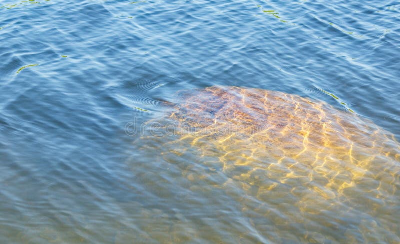 Big Stone Under Water and Waves in Sunny Day Stock Image - Image of ...