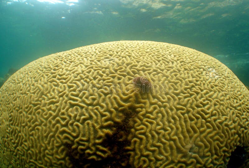 Big Stony Coral Called Mussidae Grown on the Bottom of the Sea Stock ...