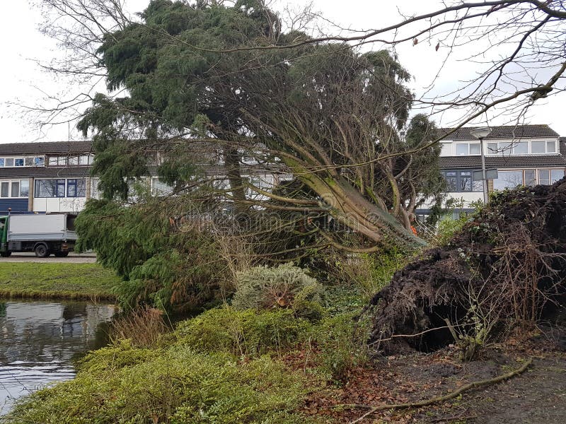 Big Storm Blows One Tree Out Which Hit Second Tree in Nieuwerkerk Aan ...