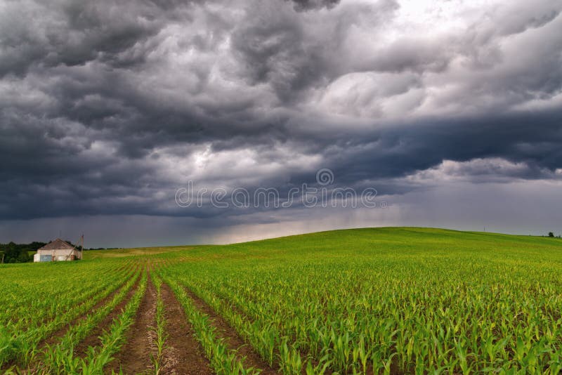 Big Storm Cloud Over Over the Field with the Young Shoots of Corn and a ...