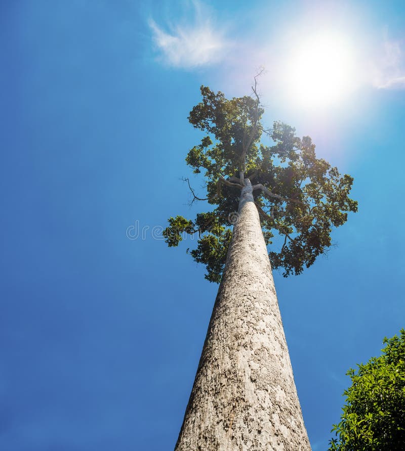 Straight Tree Branches without Leaves in the Fog Stock Photo - Image of ...