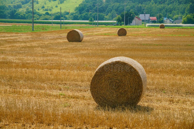 Big Straw Roll Lying in the Farm Stock Photo - Image of grass, nature ...