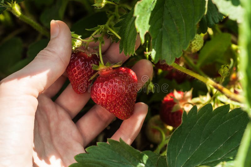 Big strawberrys in hand stock image. Image of nature - 144266865