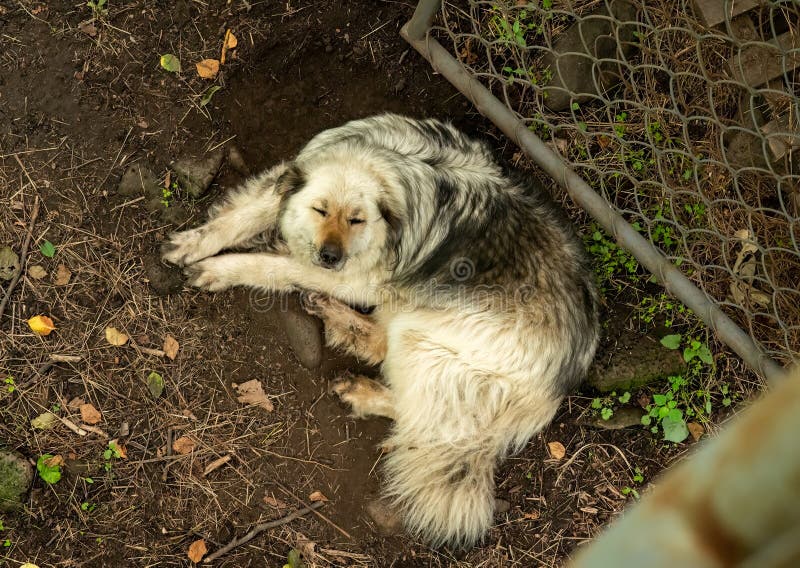 Big Stray Fluggy Dog Laying Under Shadow on the Ground Stock Image ...