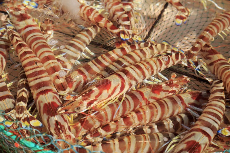 Big stripe prawn stock photo. Image of scales, snorkel - 36848458