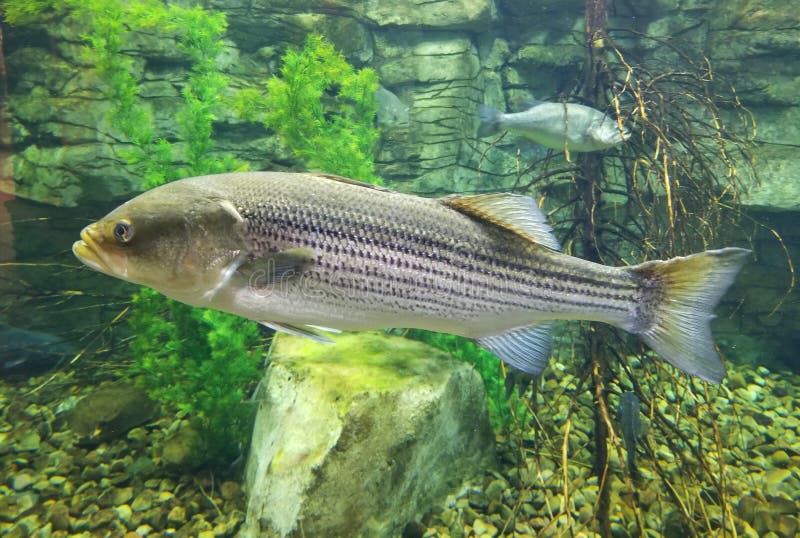 A Big Striped Bass Swimming Inside an Aquarium Stock Photo - Image of ...