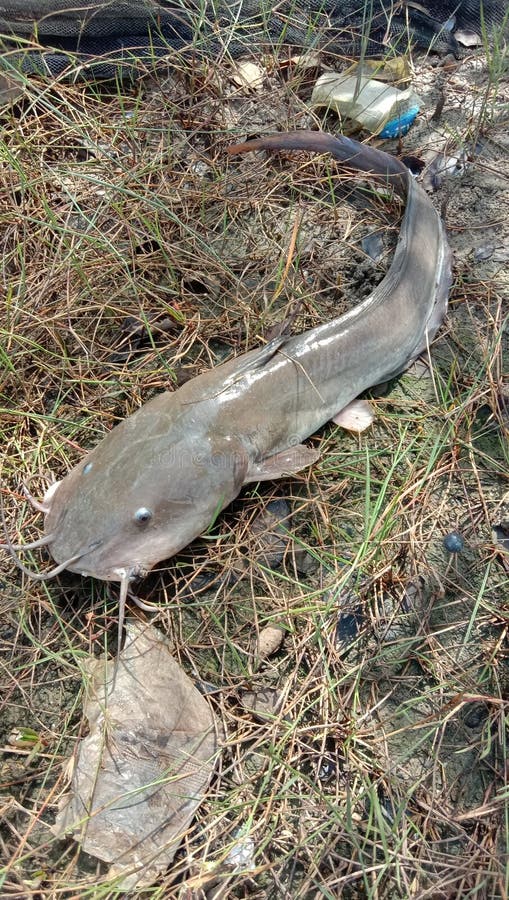 A Big Striped Eel-Catfish (Sembilang Fish) Stock Image - Image of ...