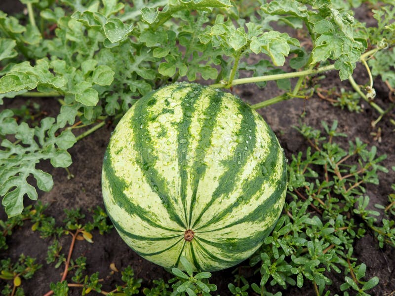 Big Striped Watermelon Grown in Open Ground Stock Image - Image of grow ...
