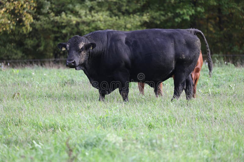Big Strong Black Angus Bull on a Meadow with Green Grass Stock Image ...