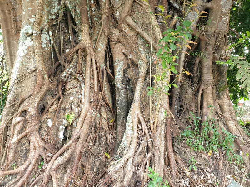 The Big and Strong Ficus Benjamina Tree Stock Photo - Image of ficus ...