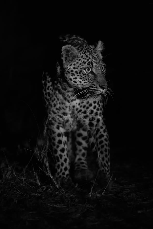 Big Strong Male Leopard Walking Nature at Night in Darkness Artistic ...