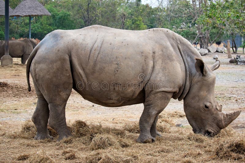 Rhino eating grass stock photo. Image of animals, face - 163625442