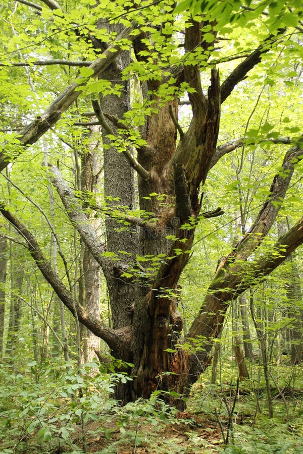 Now Thats a Huge Family Tree Stock Photo - Image of strong, huge: 225464186