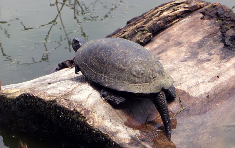 Big Strong Turtle Sleeping at the River on Tree Stock Image - Image of ...