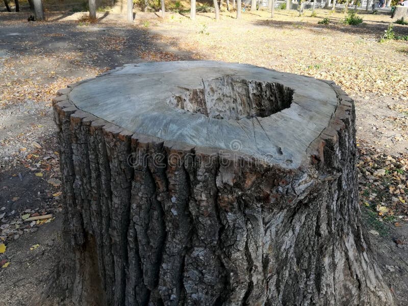Big Stump stock photo. Image of forest, america, mountain - 46617654