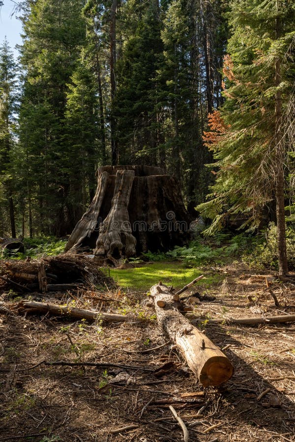 Big Stumps of Sequoias in Area Devastated by Deforestation Stock Photo ...