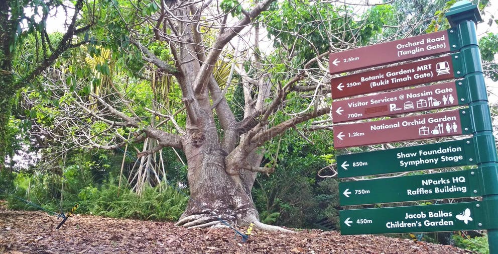 Big stumpy tree editorial stock photo. Image of climate - 116996488
