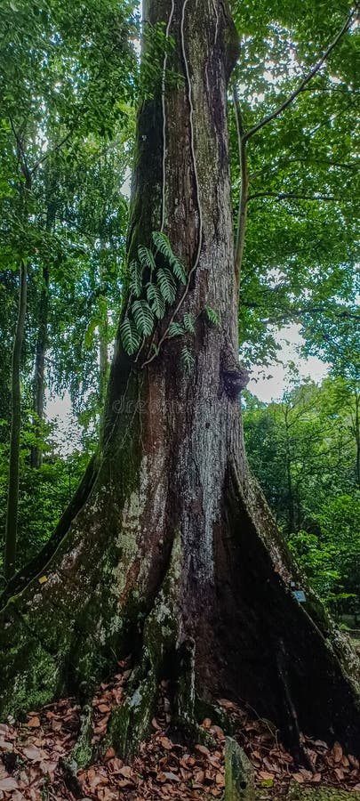A Big, Sturdy Tree in the Middle of the Forest Stock Photo - Image of ...