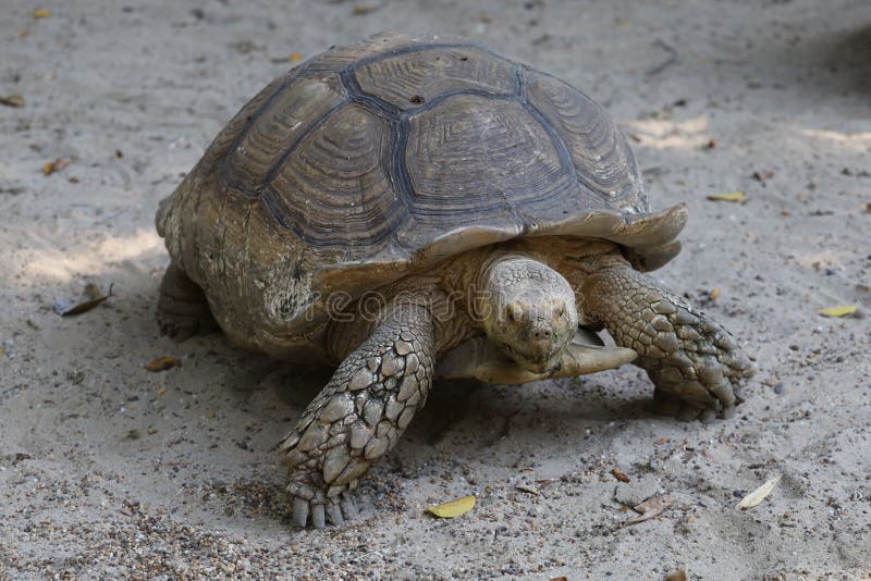 The Big Sulcata Tortoise is Walking Stock Image - Image of exotic ...