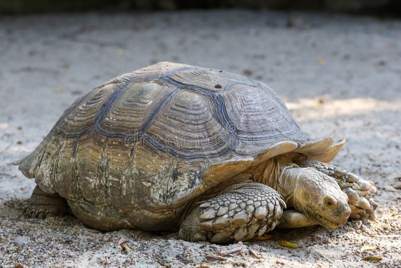 The Big Sulcata Tortoise is Walking Stock Photo - Image of resting ...