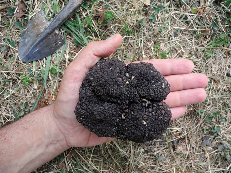 Big summer truffle stock photo. Image of tasty, delicious - 26354426