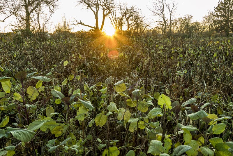 Lucerne on a Field with Sunset Stock Photo - Image of beautiful ...