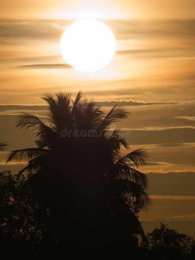 Coconut Trees Behind the Yellow Sun Stock Image - Image of circle ...