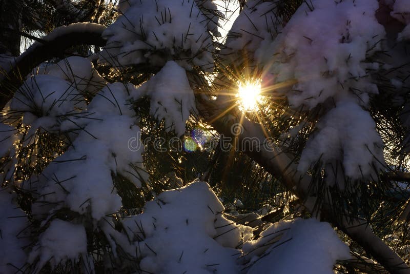 Big Sun with Rays in Dark Snowy Pine Branches. Winter Forest Stock ...