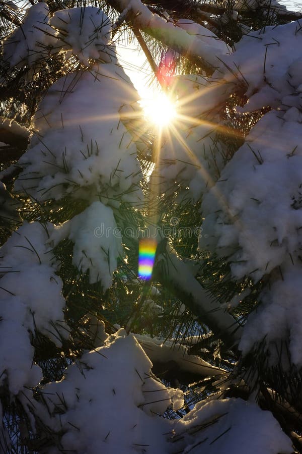 Sun with Rays and Snowy Pine Branches in Winter Forest Stock Photo ...